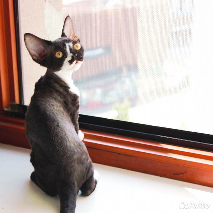 Девчонки девон-рекс