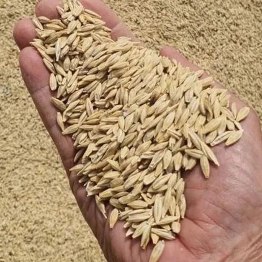 Зерно ячмень