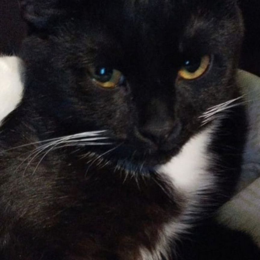 Очарование в добрые руки