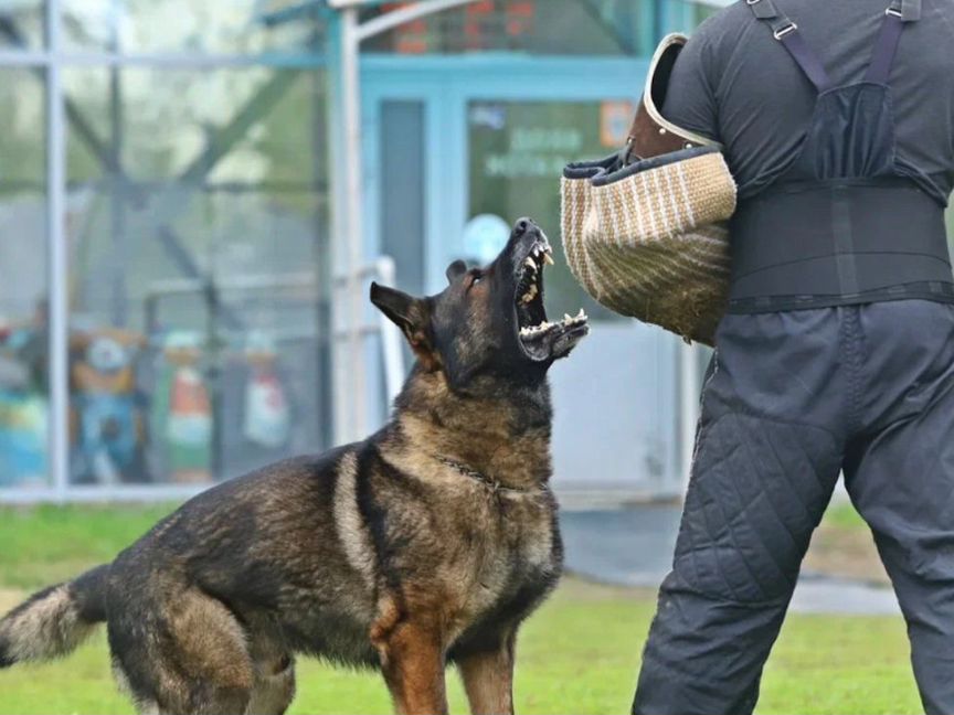 Щенки немецкой овчарки РКФ