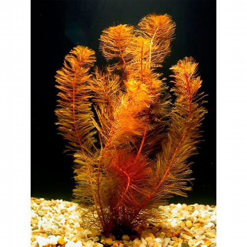 Аквариумное растение