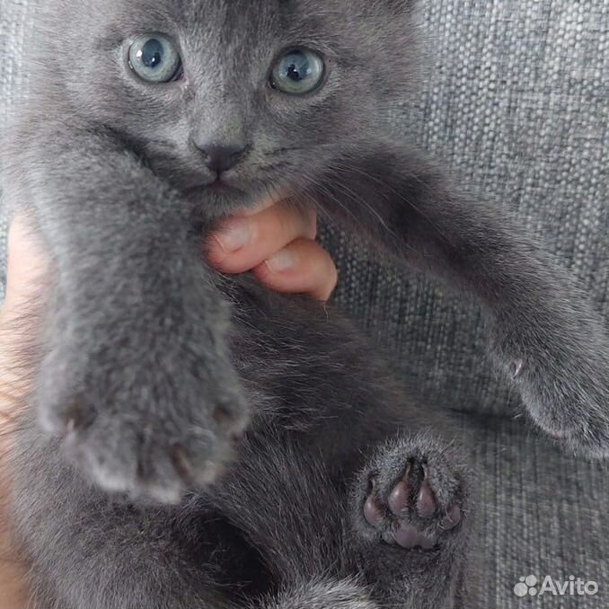 Котенок мальчик 6 недель ждет родителей