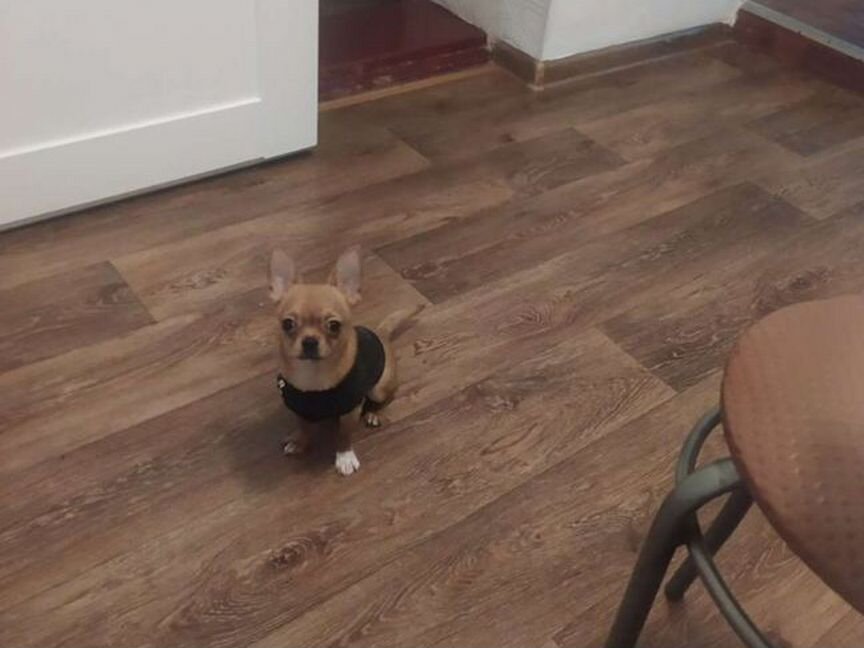 Микро чихуахуа, мальчик. Доставка