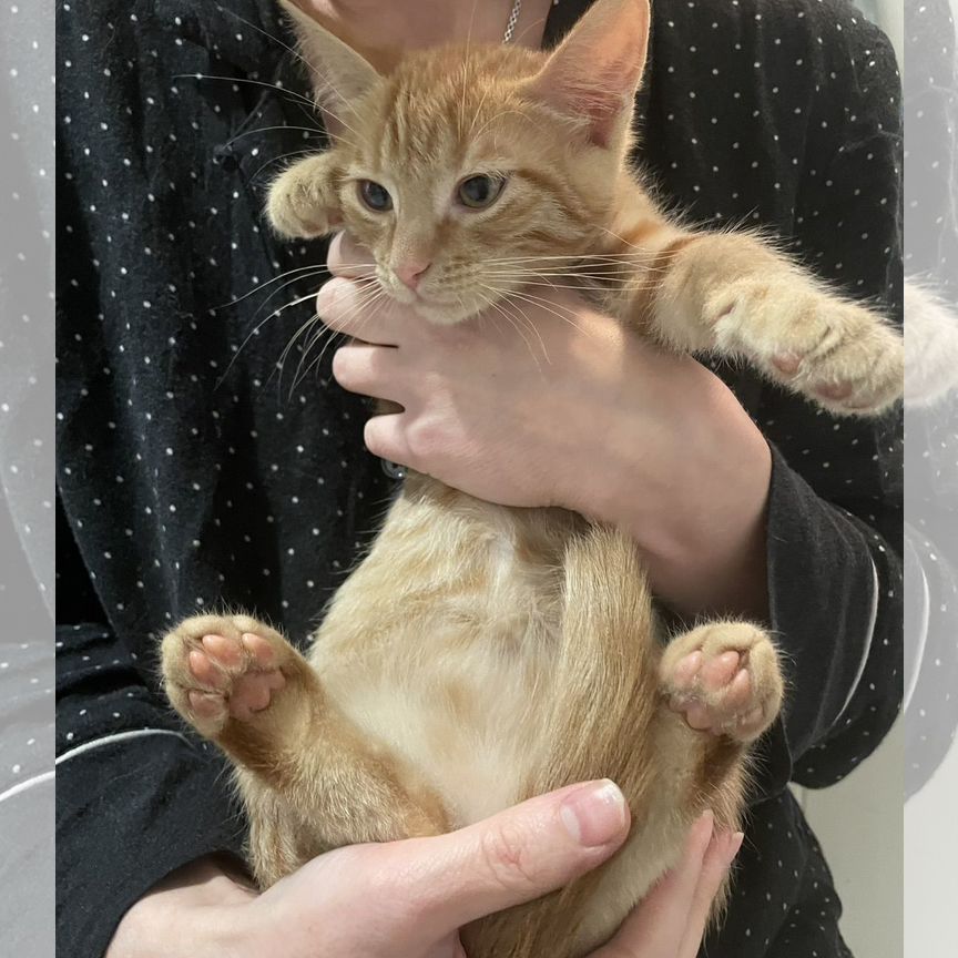 Красавец Котёнок