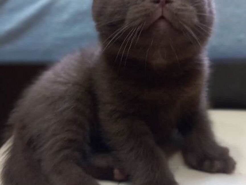 Шотландские котята