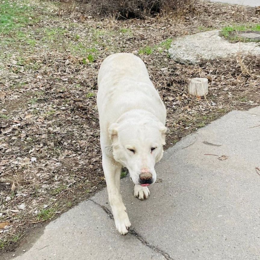 Чья алабаечка