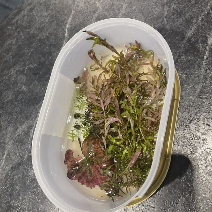 Аквариумное растение прополка и теодоксусы