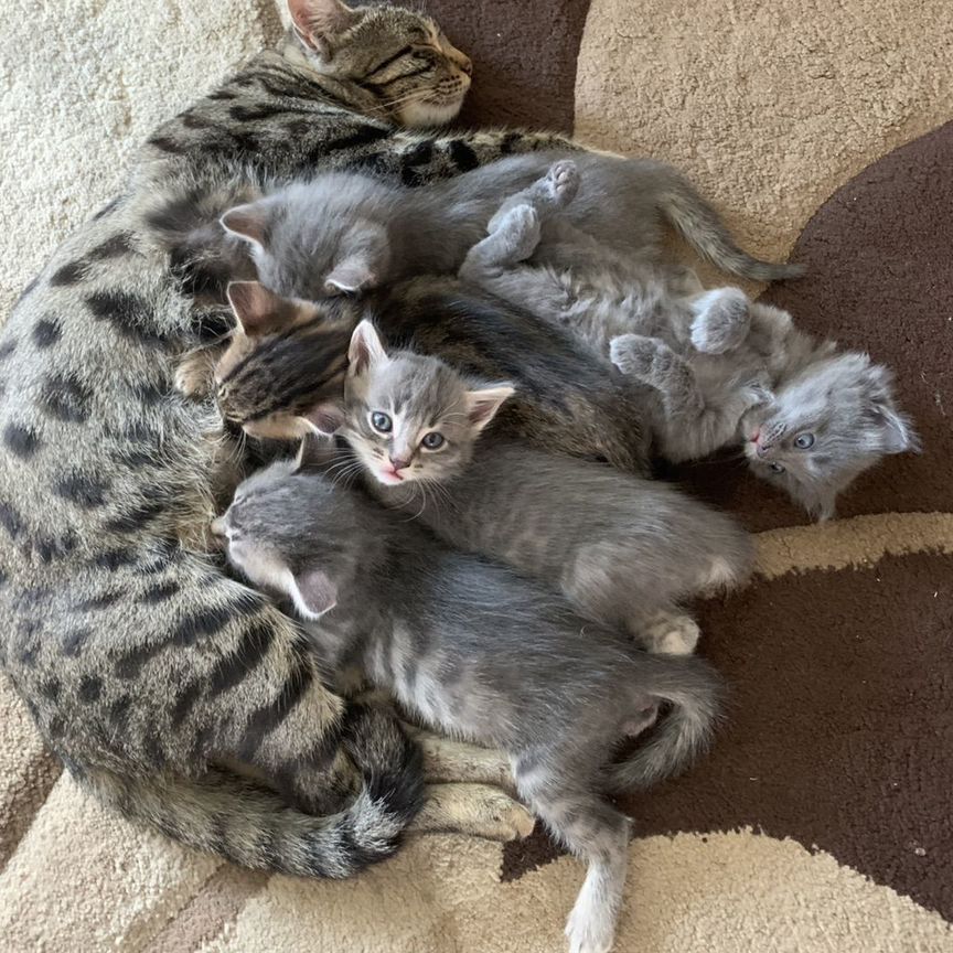 Отдам в добрые руки котят