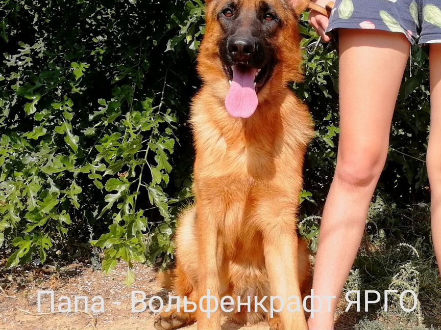 Щенки немецких овчарок