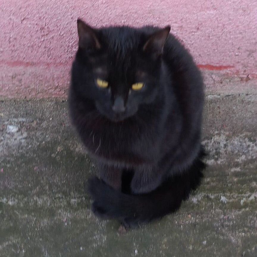 Котик