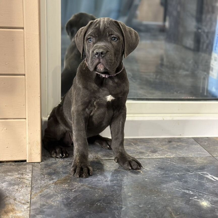 Девочки кане корсо