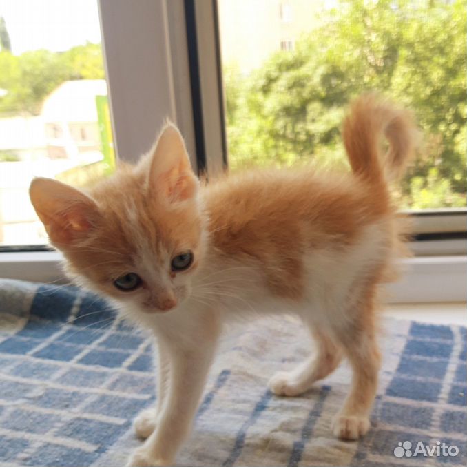 Отдам котенка, котенок-мальчик