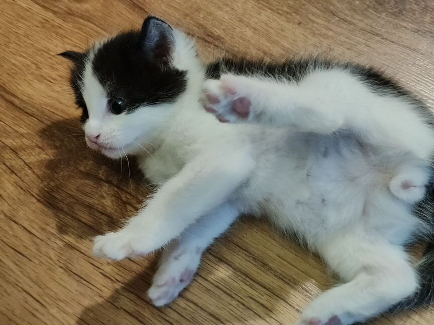 Котенок, кошка, кот