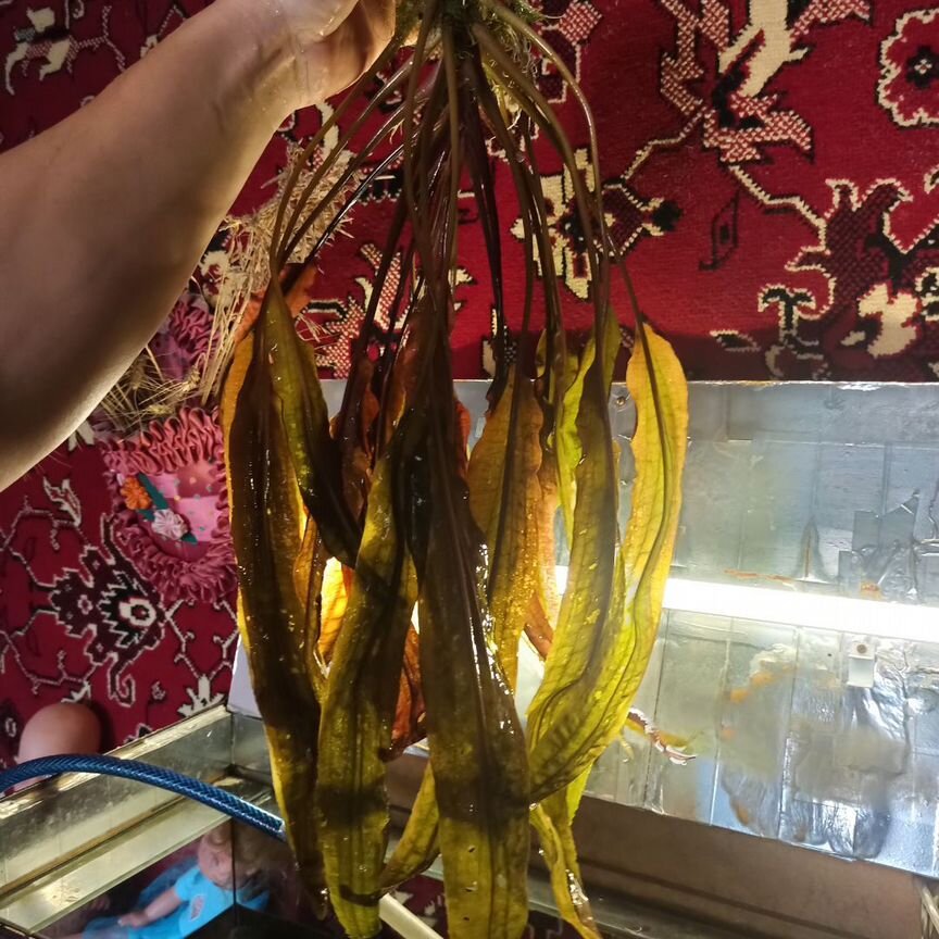 Огромный куст криптокарины