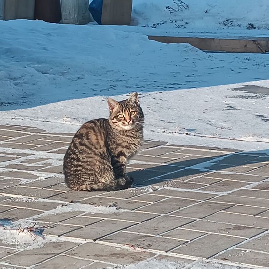 Котёнок в добрые руки