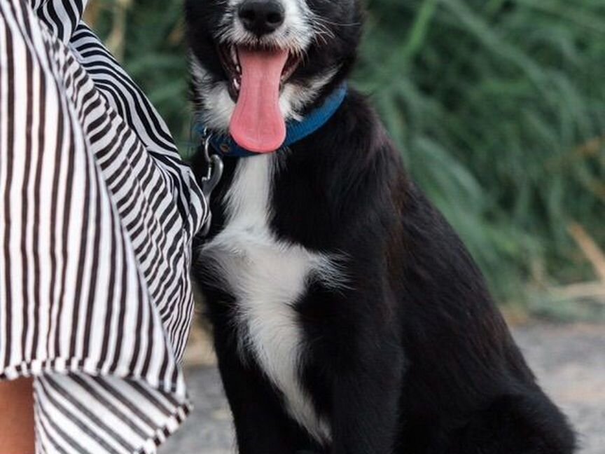 Щенок в добрые руки