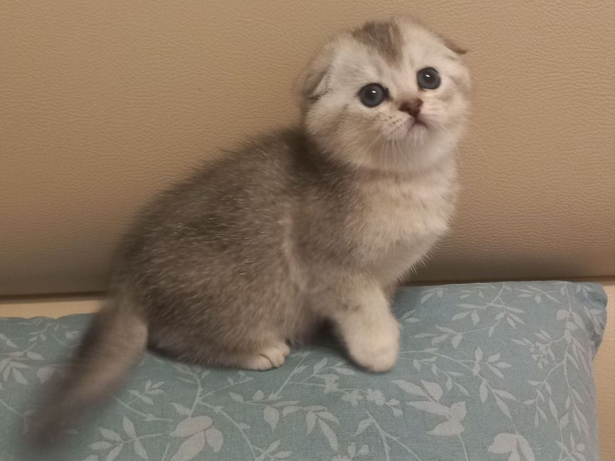 Шотландская