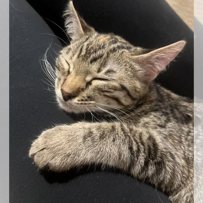 Котёнок в добрые руки