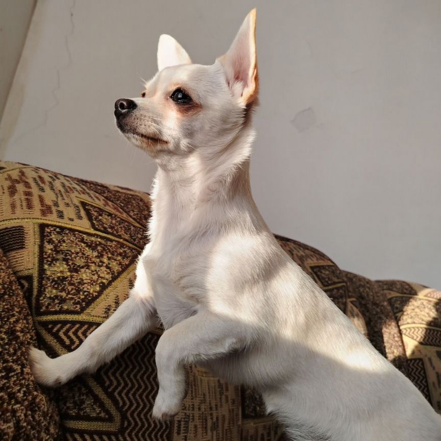 Чихуахуа, взрослая собака