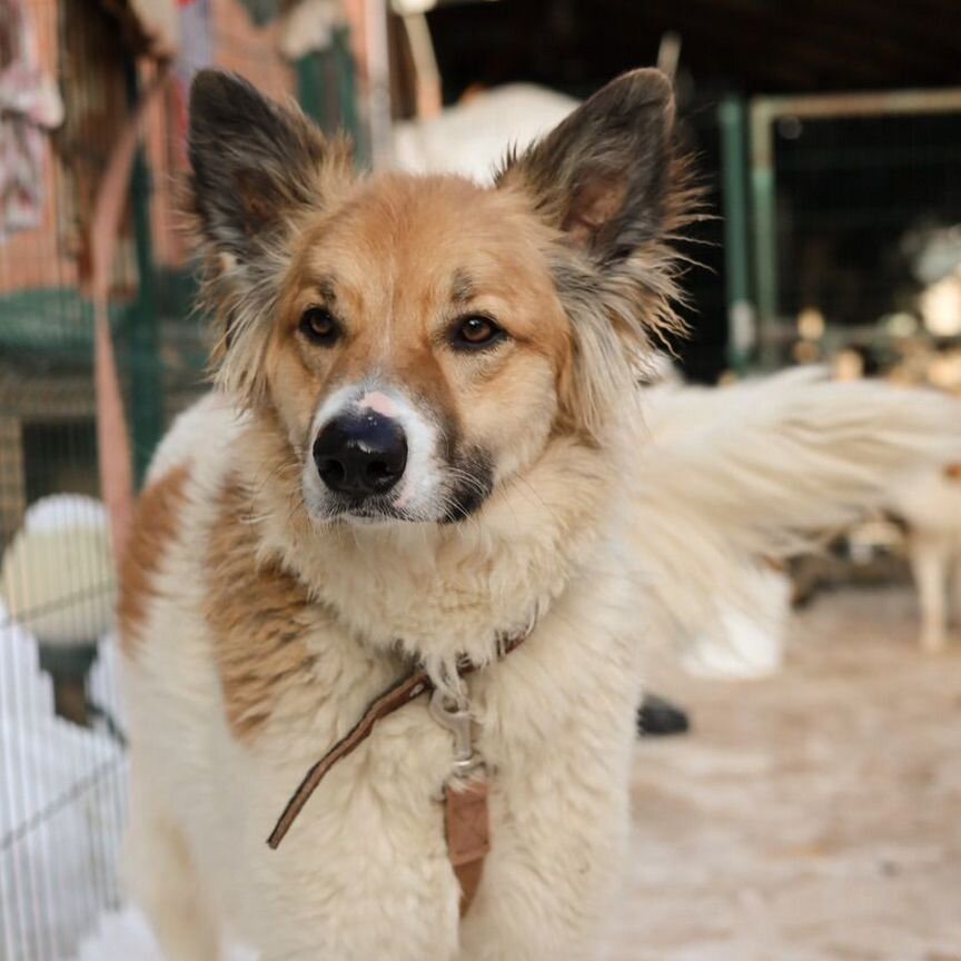 Собака в добрые руки