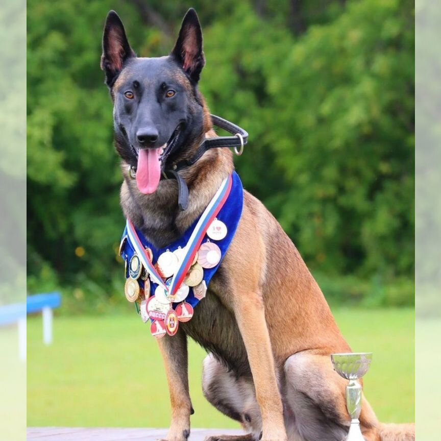 Бельгийская овчарка, вязка