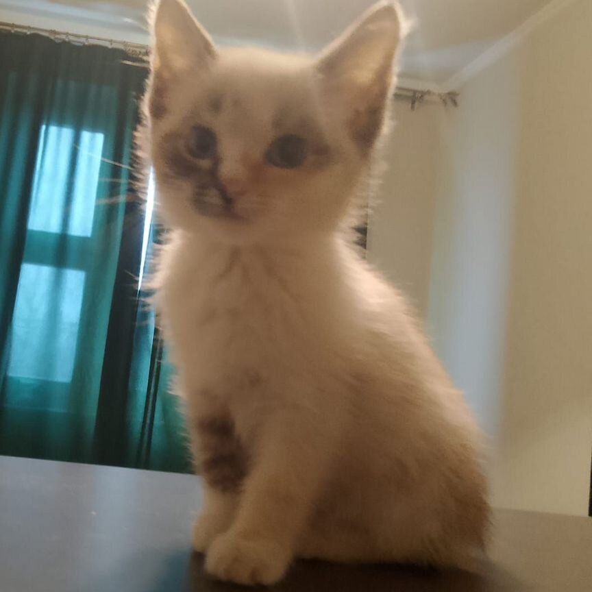 Тайский котёнок