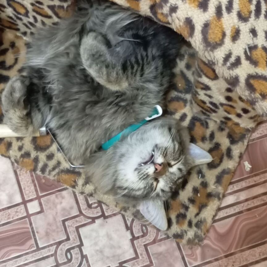 Кот и кошка