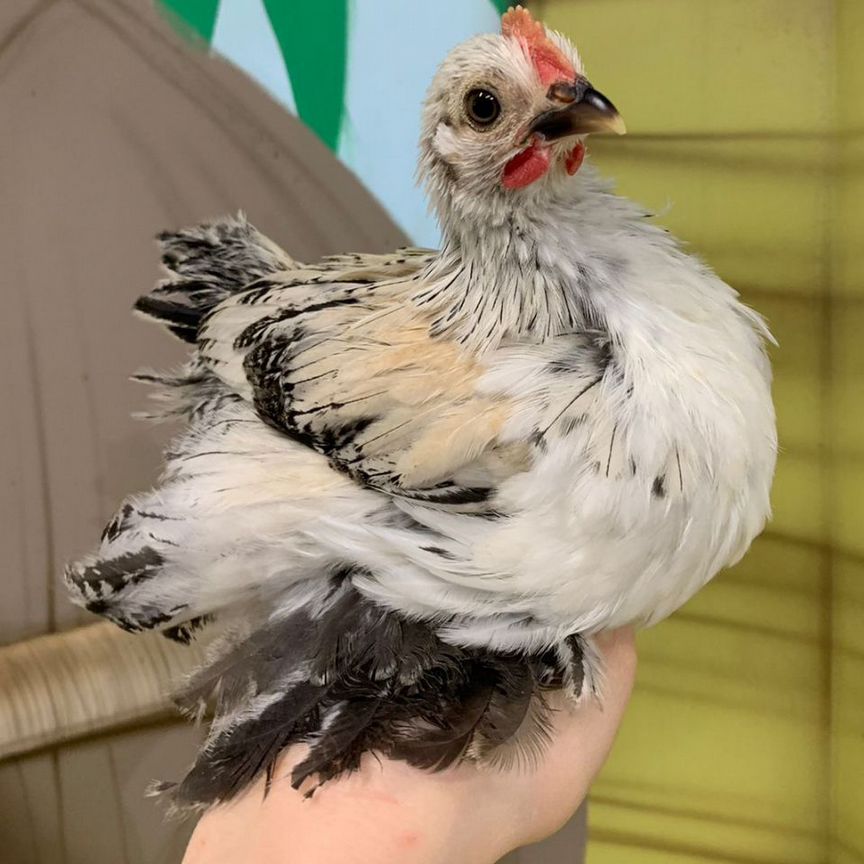 Курочки и петушки