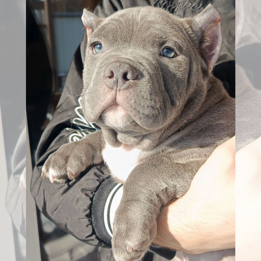 Американский булли, щенок