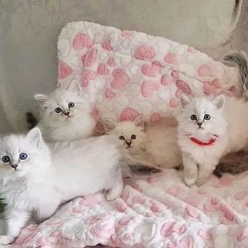 Котята Невские Девочка и Мальчики