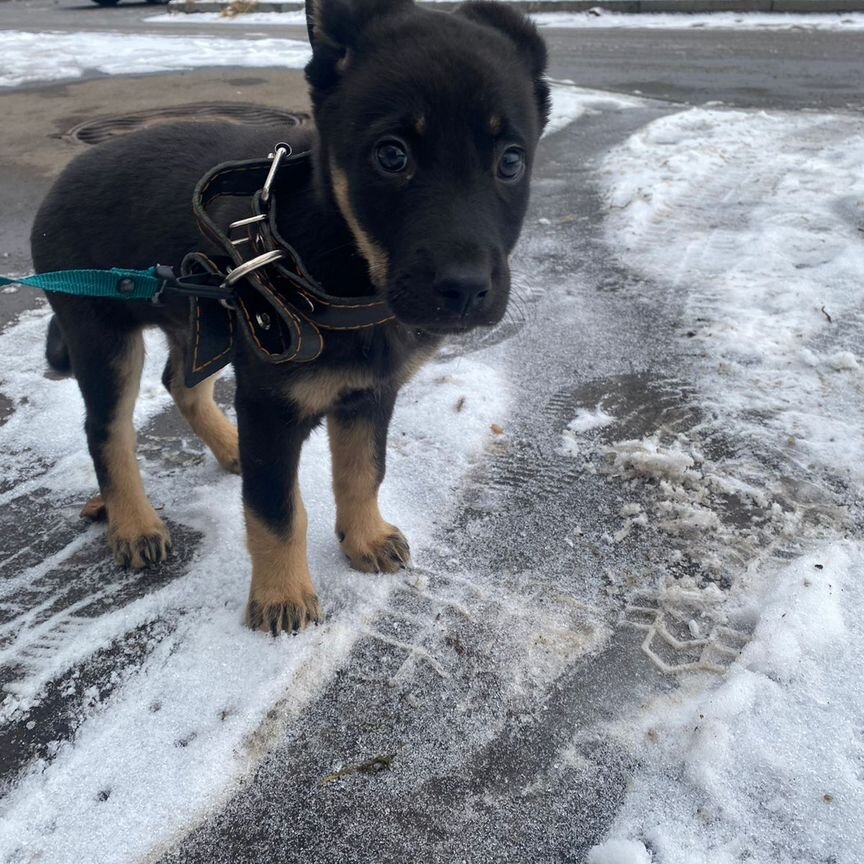 Щенок в опасности, очень нужен дом