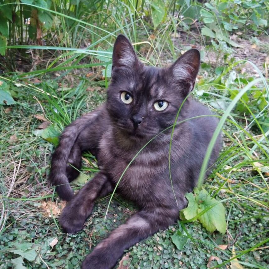 Котенок в добрые руки бесплатно