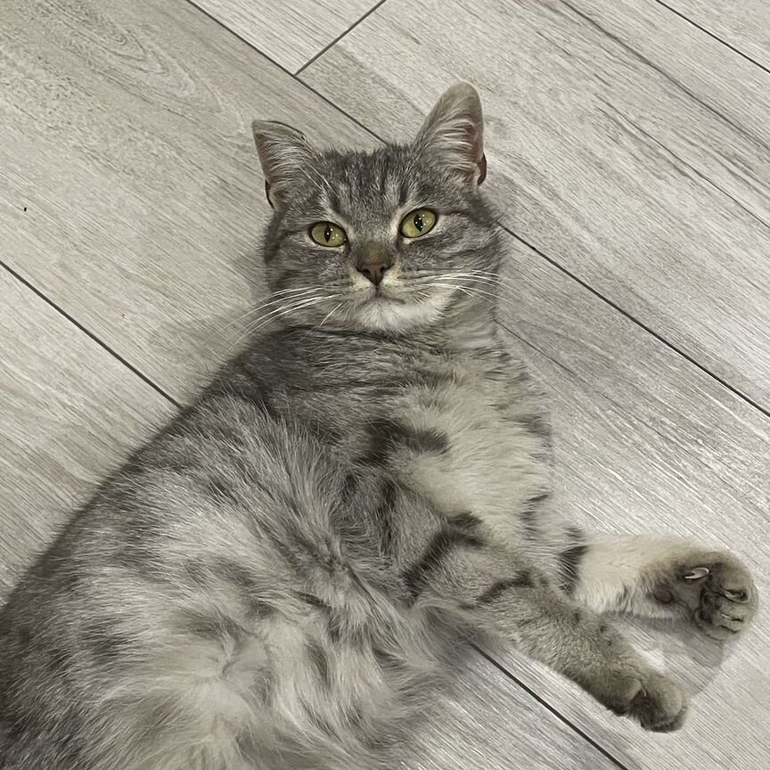 Взрослый кот в добрые руки