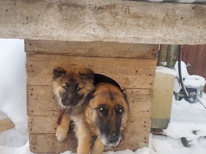 Собака в добрые руки отдам бесплатно