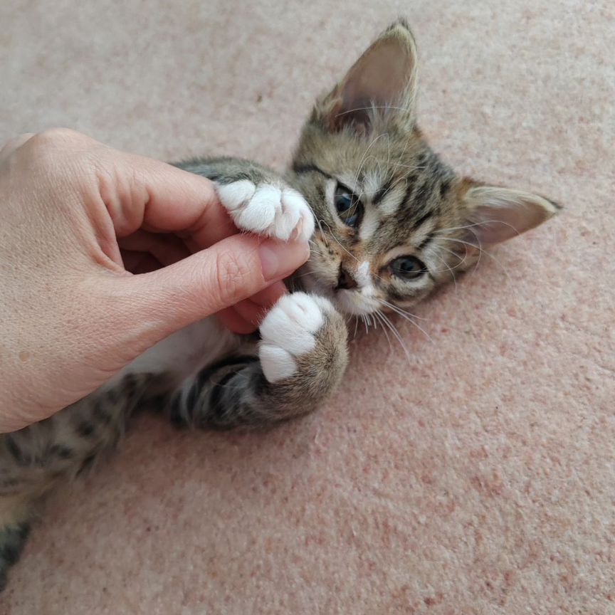 Котёнок в добрые руки