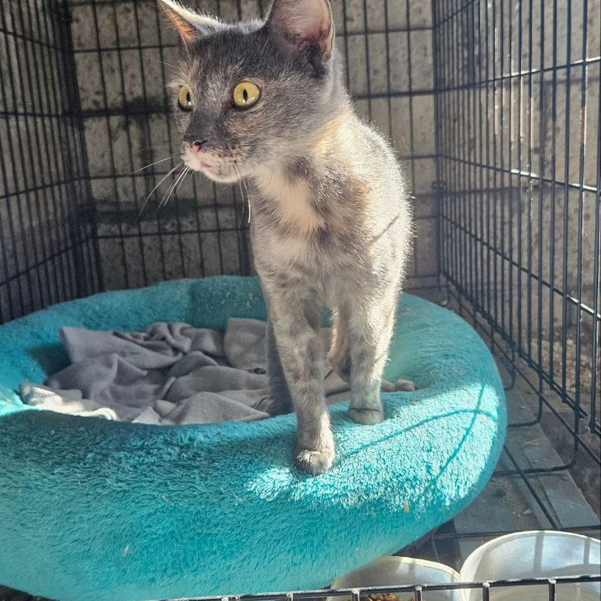 Кошка в хорошие заботливые руки