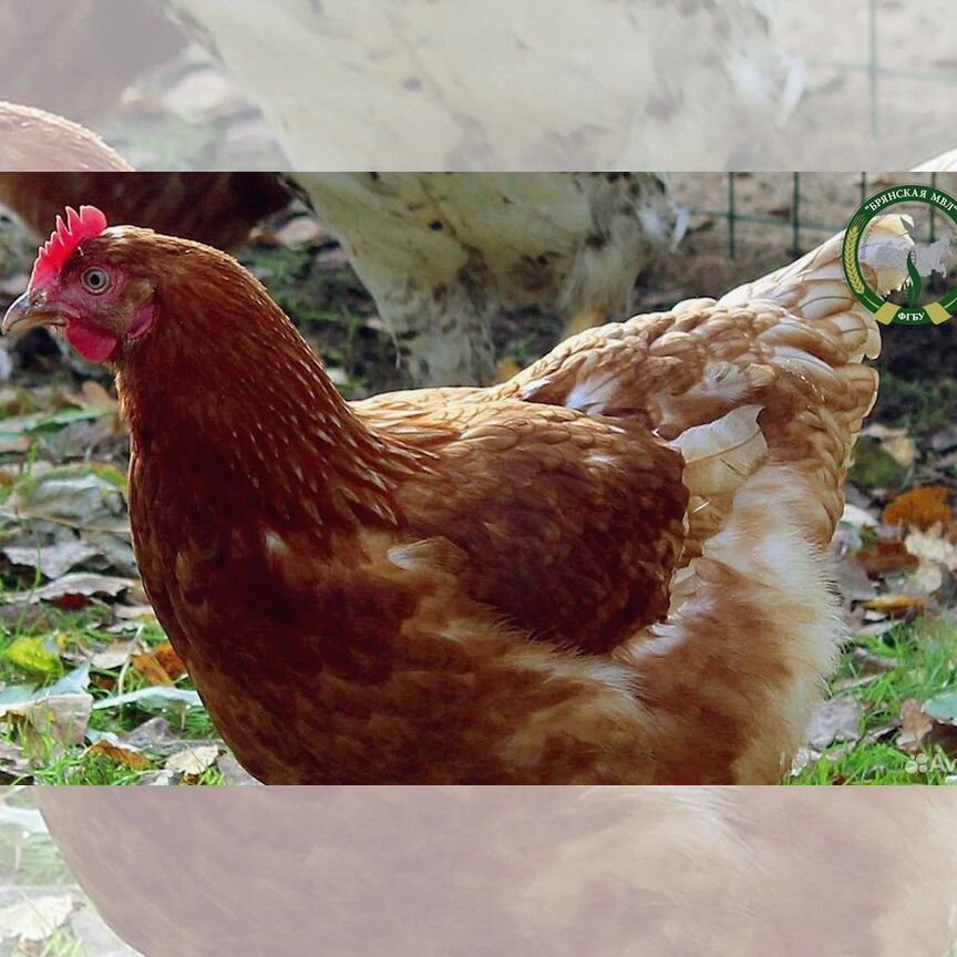 Куры Несушки с доставкой Кубанские красные с доста