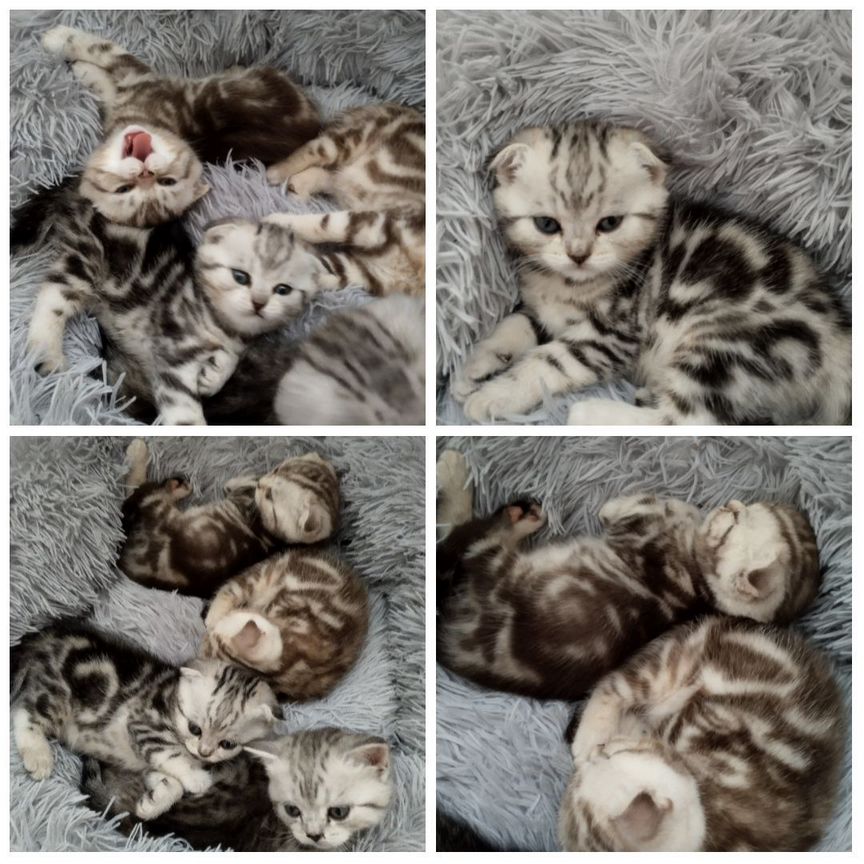 Шотландские котята вислоушки