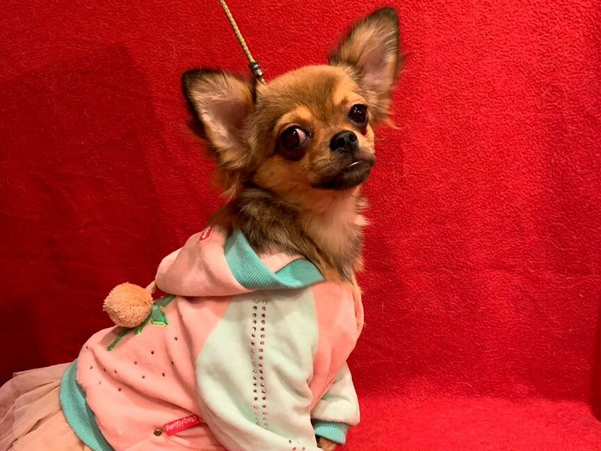 Чихуахуа щенок девочка