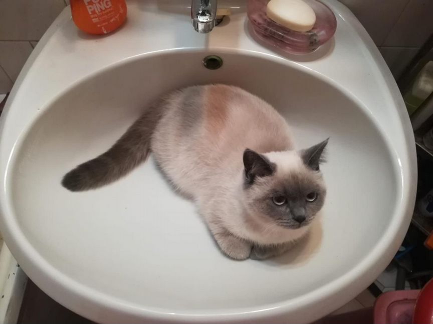 Британская кошка