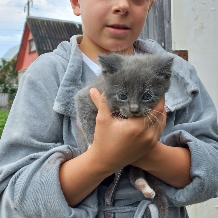 Котёнок в добрые руки