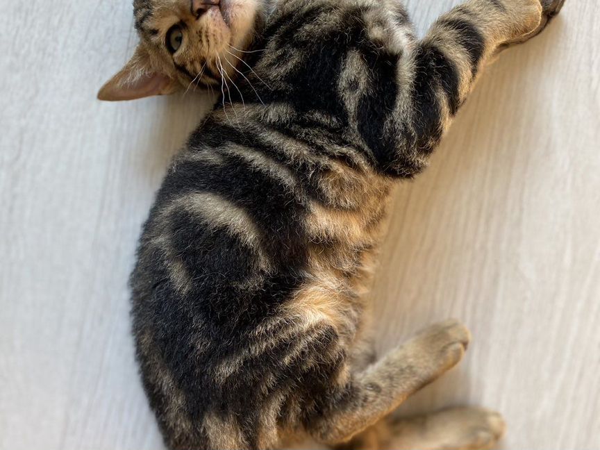 Бенгальская