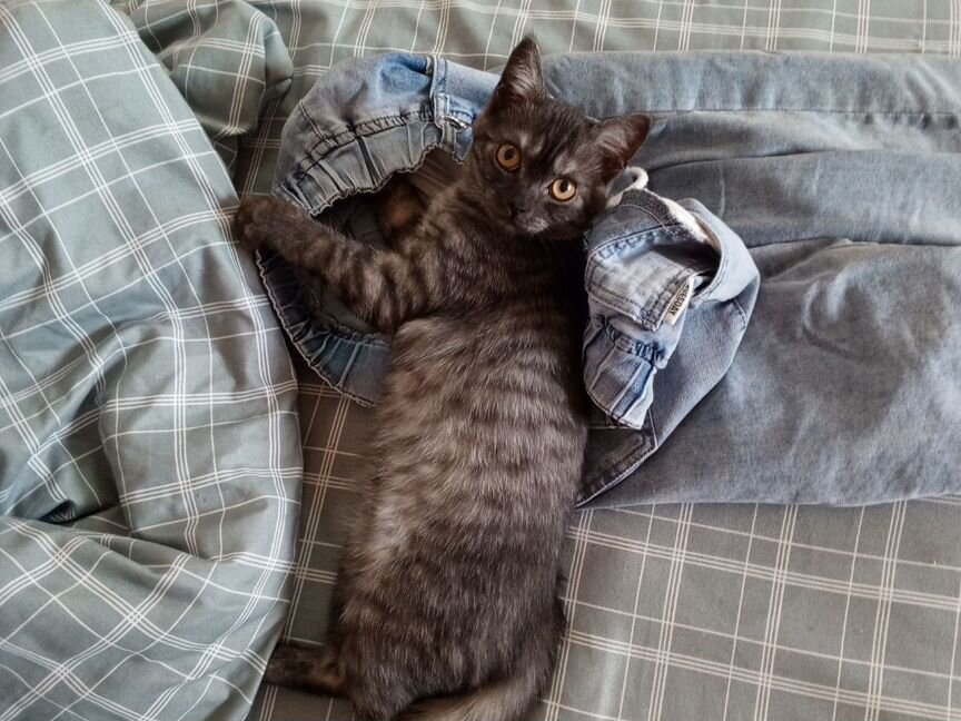 Ищем жениха