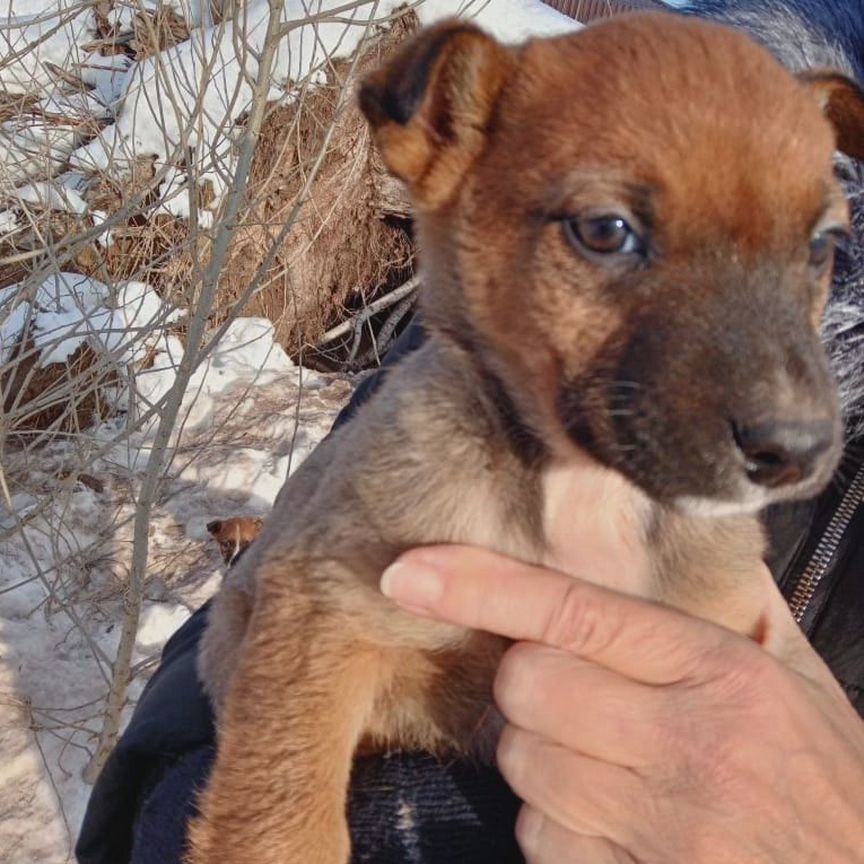 Девочка Лисичка, 1,5 мес, будет небольшой