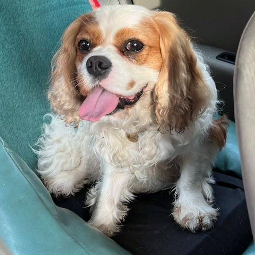 Кавалер кинг-чарльз-спаниель, взрослый пёс