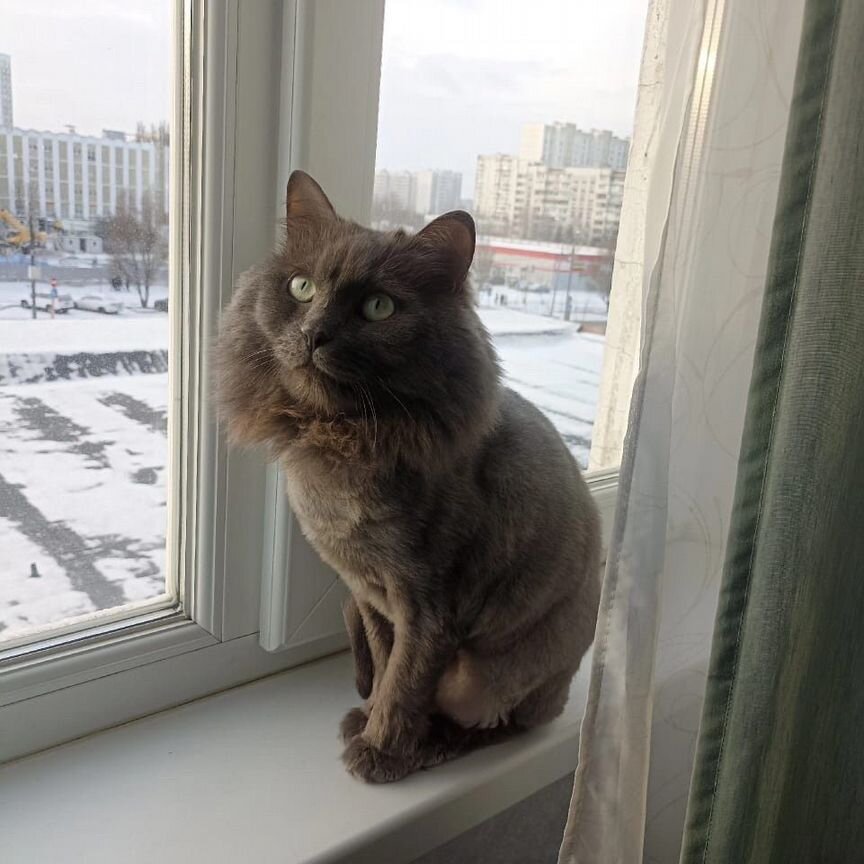 Кот в добрые руки