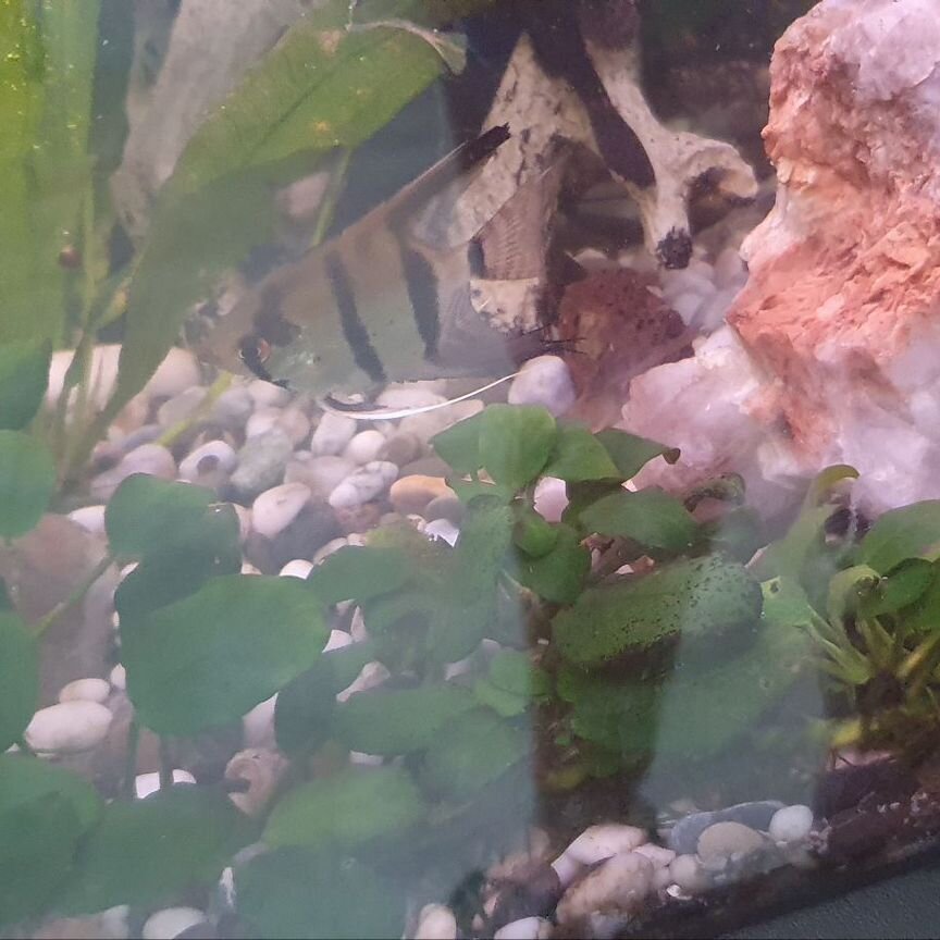 Скалярия манакапуру затянутая