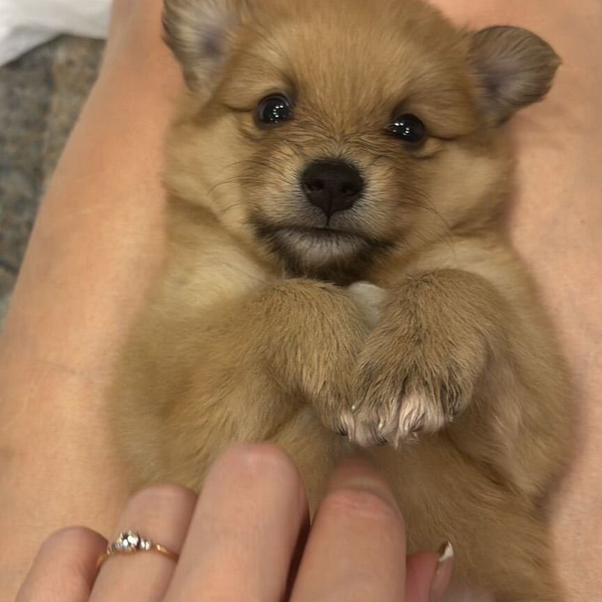 Немецкий шпиц, щенок