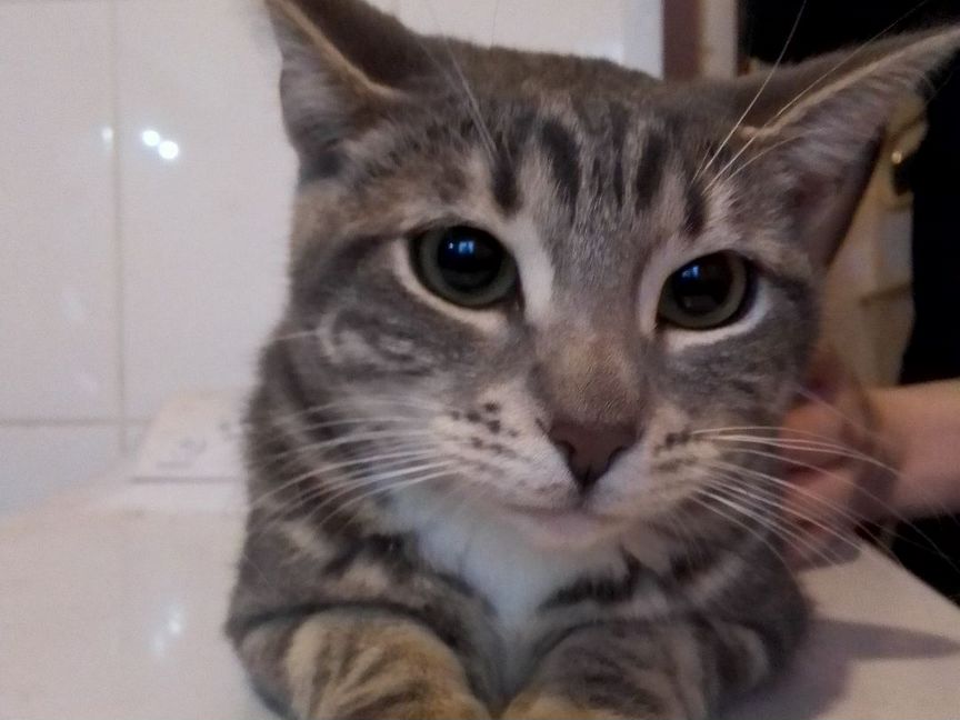 Котёнок