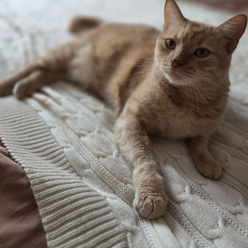 Кот